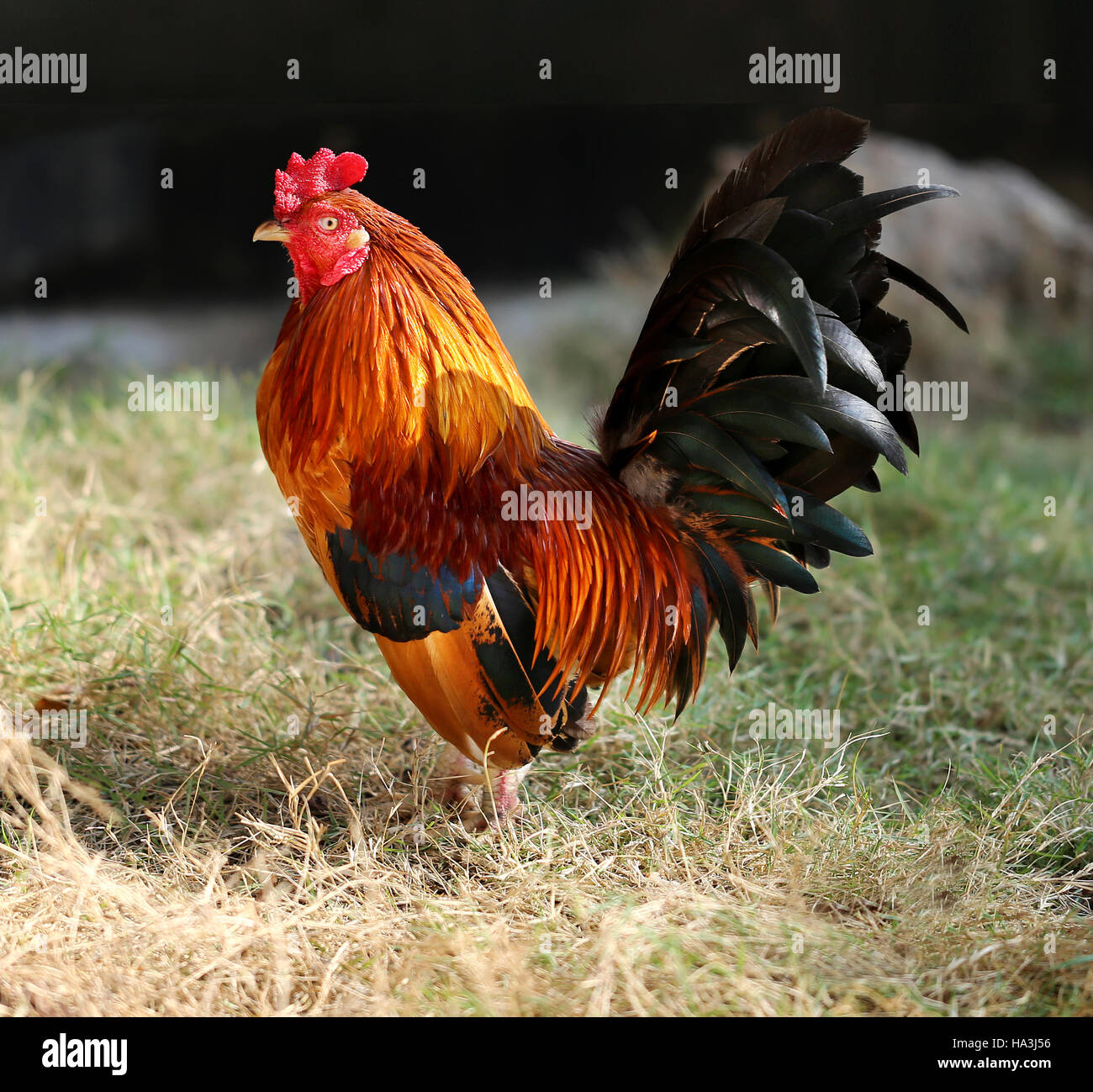 Beautiful colorful rooster photographed in close up Stock Photo - Alamy