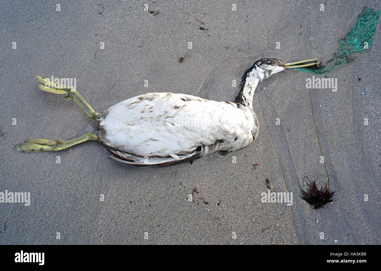 Dead Sea Birds Stock Photos & Dead Sea Birds Stock Images - Alamy
