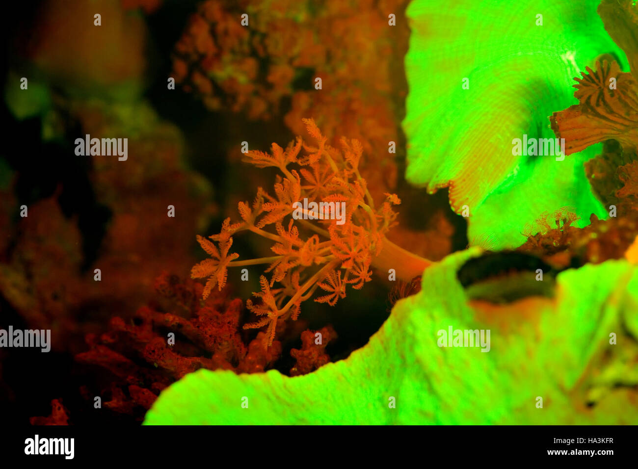 Waving Hand Polyp High Resolution Stock Photography and Images - Alamy