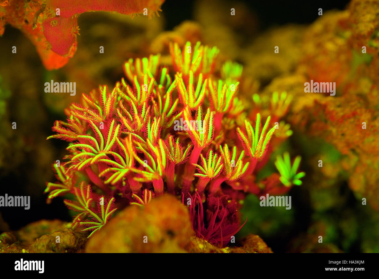 Tubipora Musica Stock Photos & Tubipora Musica Stock Images - Alamy