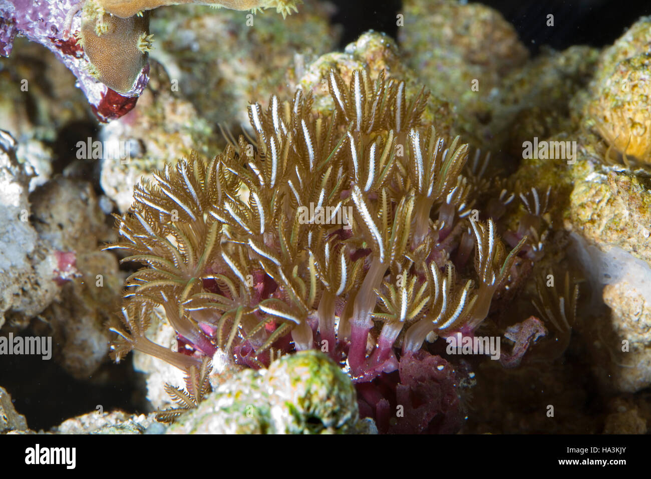 Tubipora Musica Stock Photos & Tubipora Musica Stock Images - Alamy