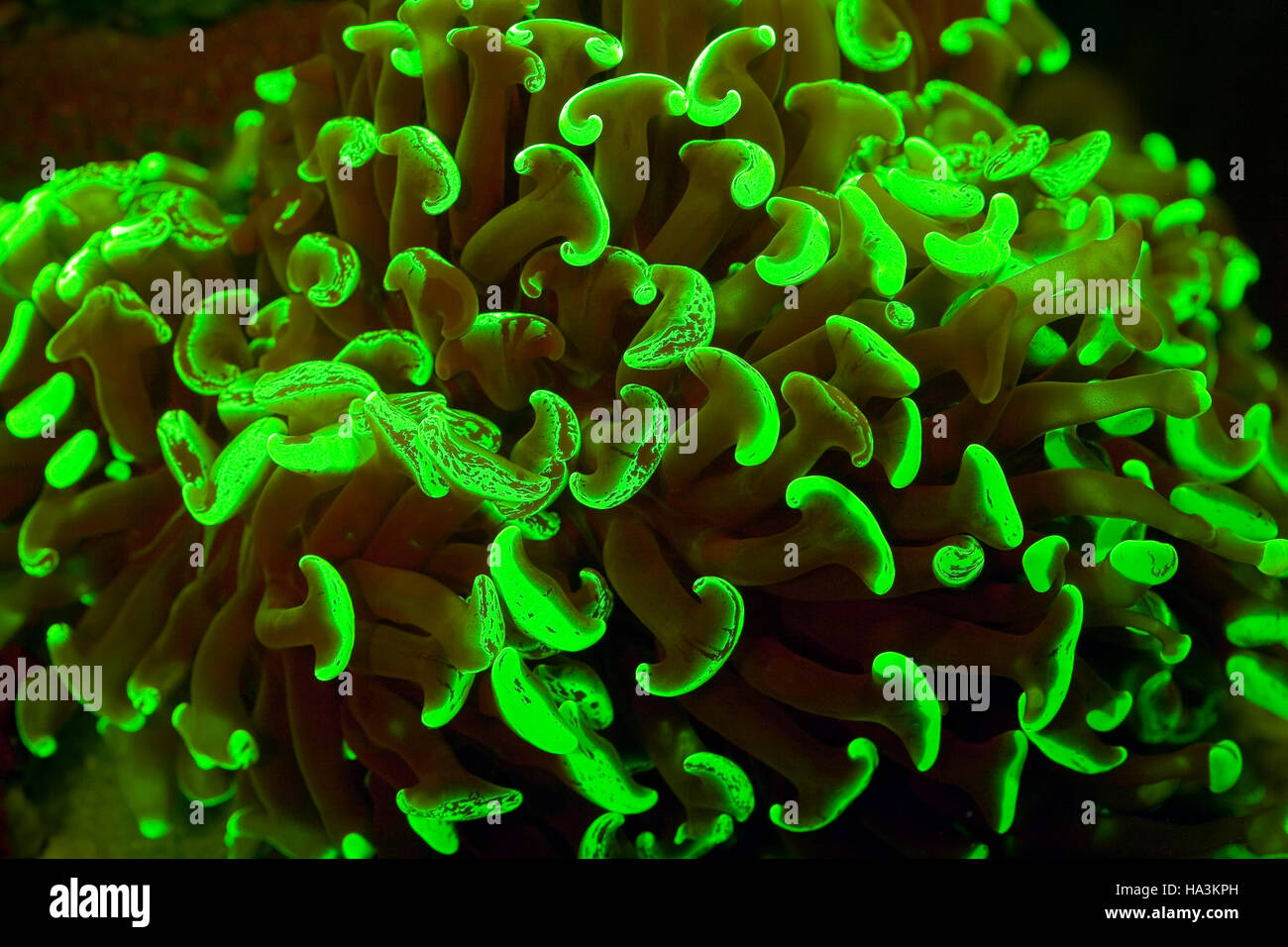 Fluorescent Animal Under Uv Light High Resolution Stock Photography and ...