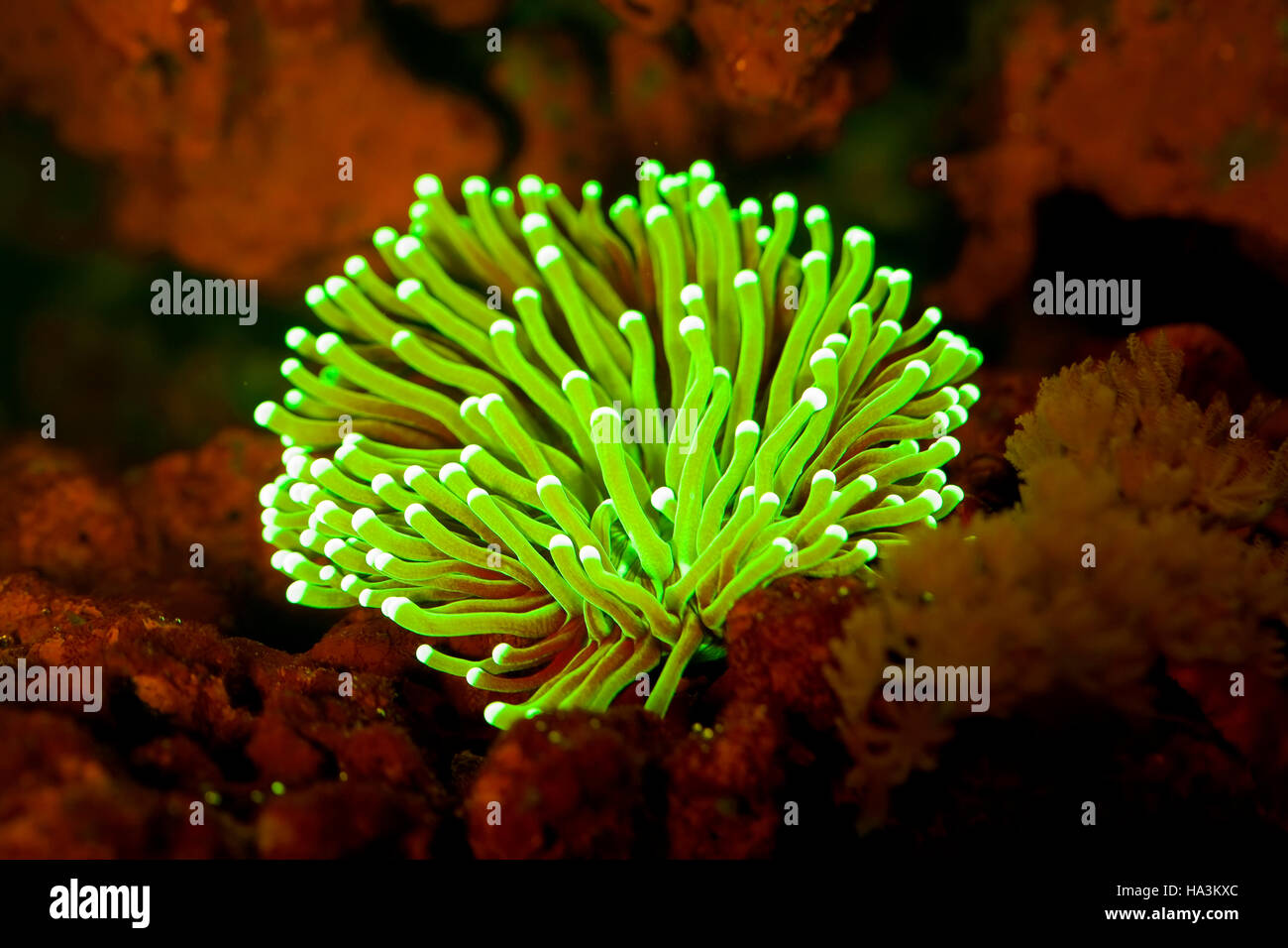 Fluorescent Colors High Resolution Stock Photography and Images - Alamy