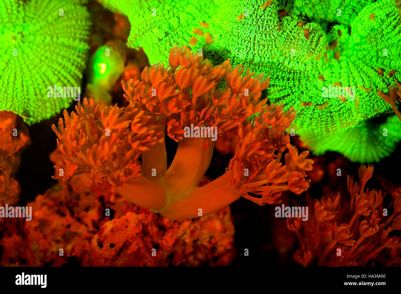 Waving Hand Polyp High Resolution Stock Photography and Images - Alamy