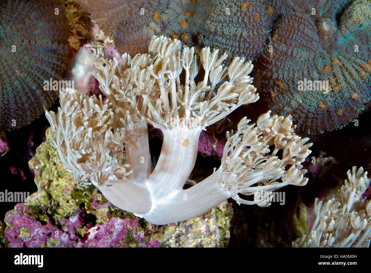 Waving Hand Polyp High Resolution Stock Photography and Images - Alamy