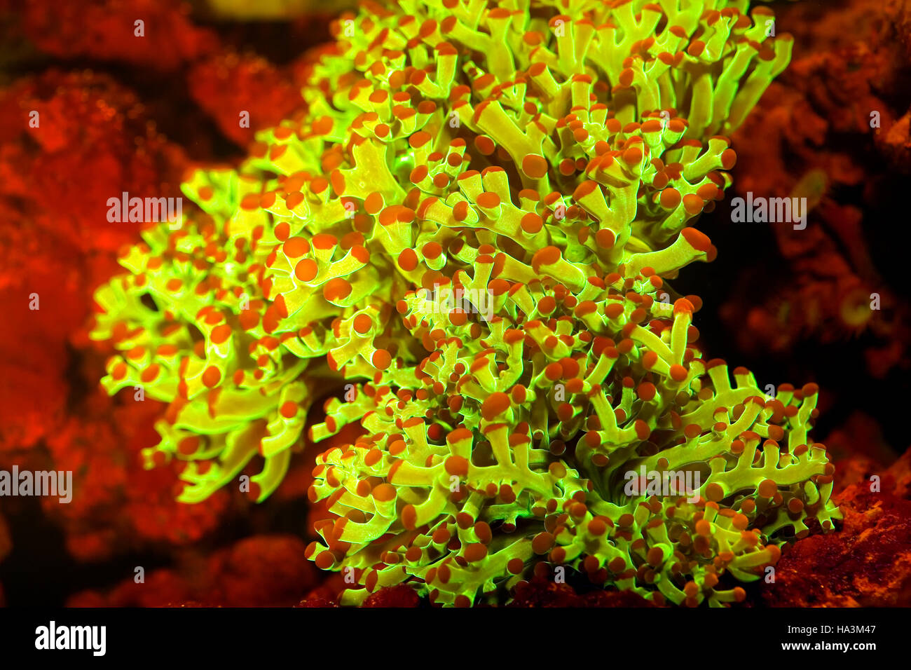 Euphyllia paradivisa, Branching frogspawn coral. Showing fluorescent ...