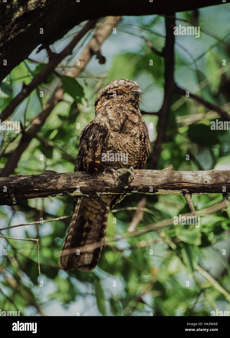 Indian nightjars hi-res stock photography and images - Alamy