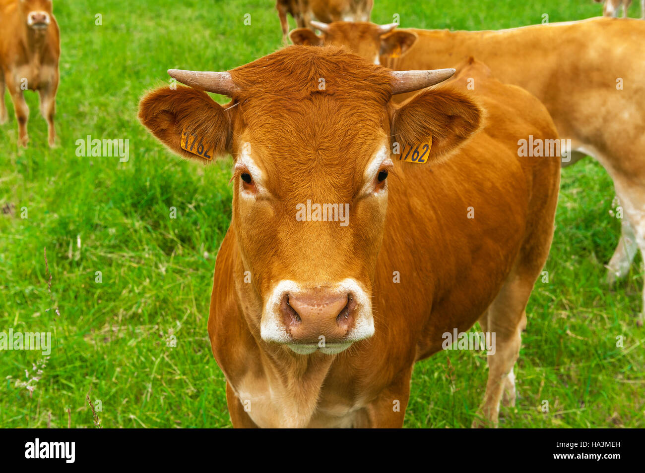 Red cow on the pasture Stock Photo - Alamy