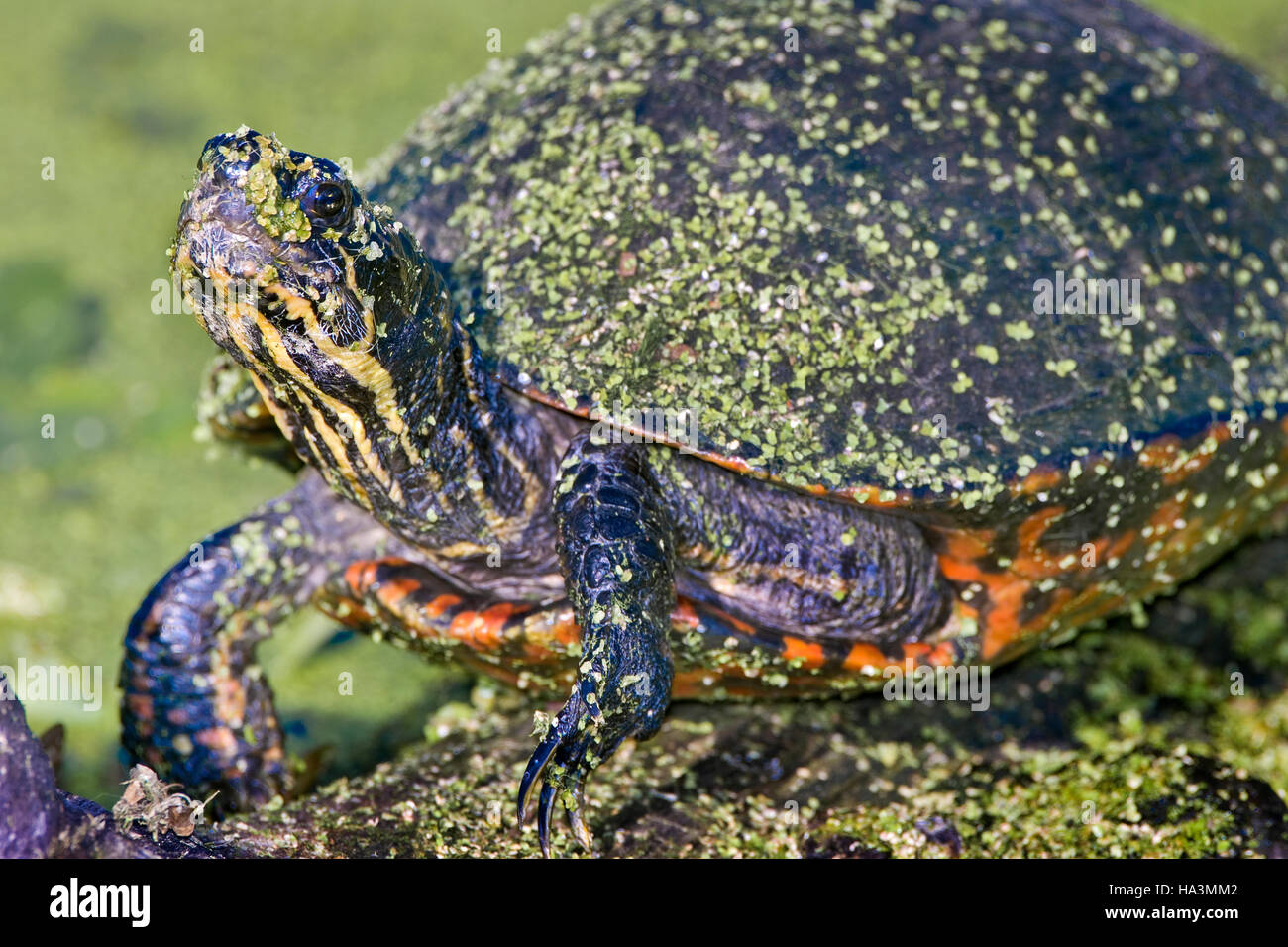 A common Cooter covered in duckweed from a South Florida wetland Stock ...