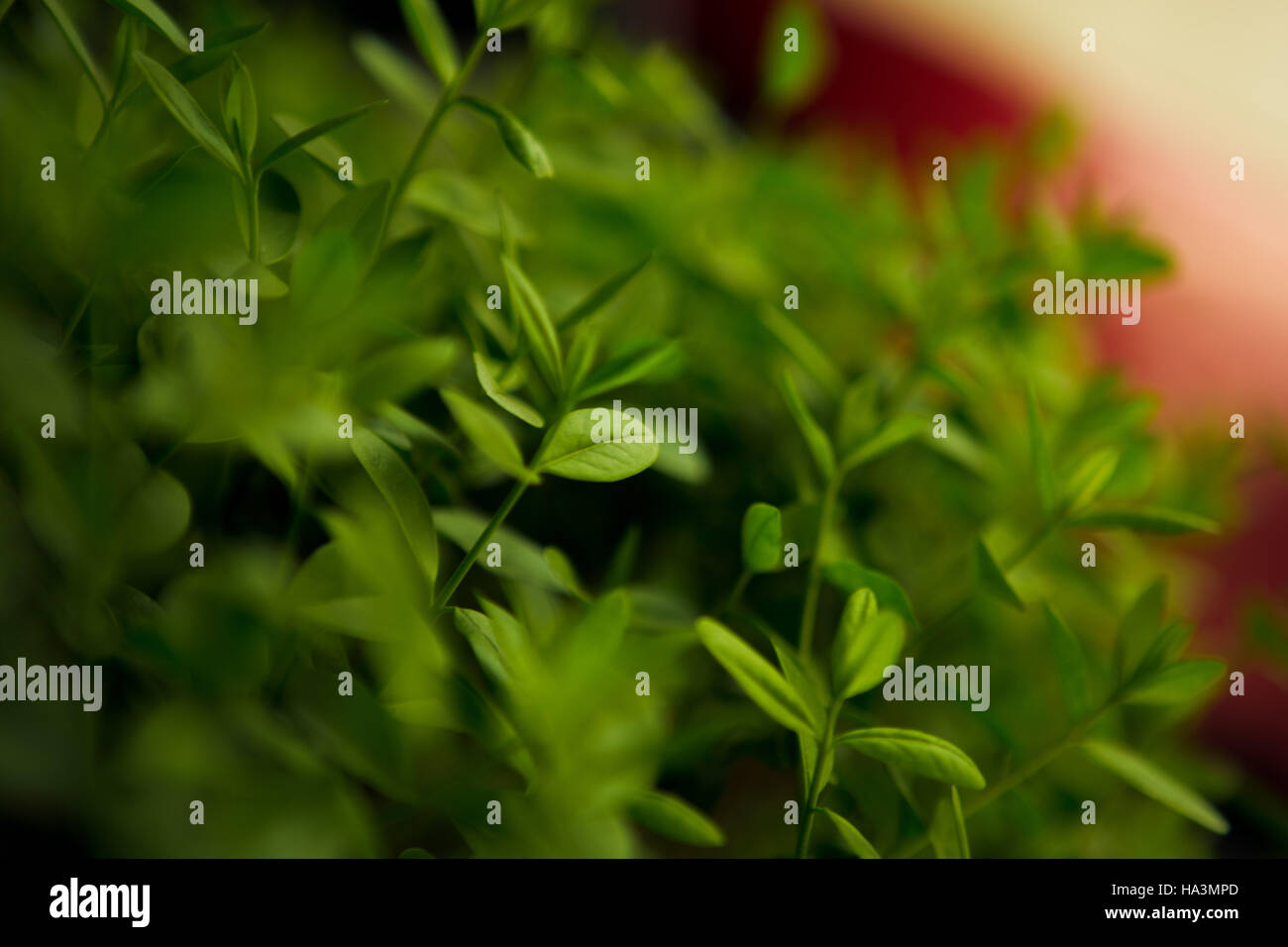 Plant green flower hi-res stock photography and images - Alamy