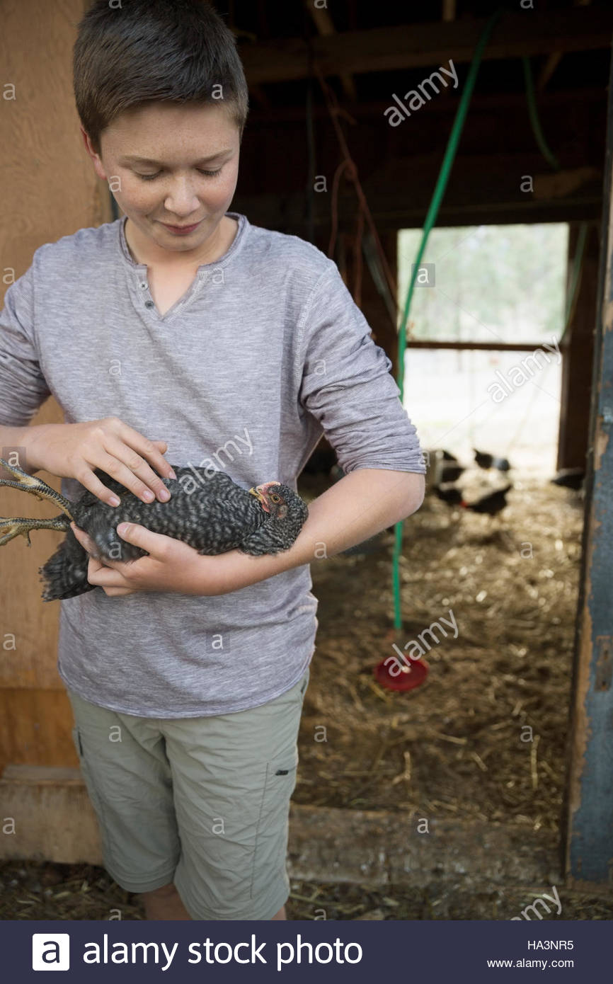 Boy holding chicken in barn door Stock Photo - Alamy