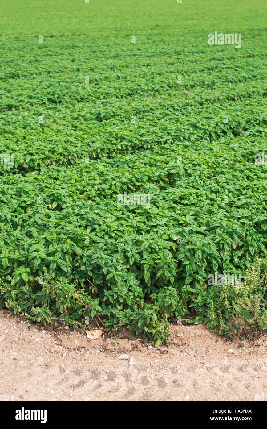 Basil field hi-res stock photography and images - Alamy