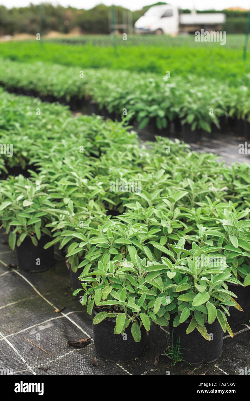 Sage spice plantations on a rows Stock Photo - Alamy