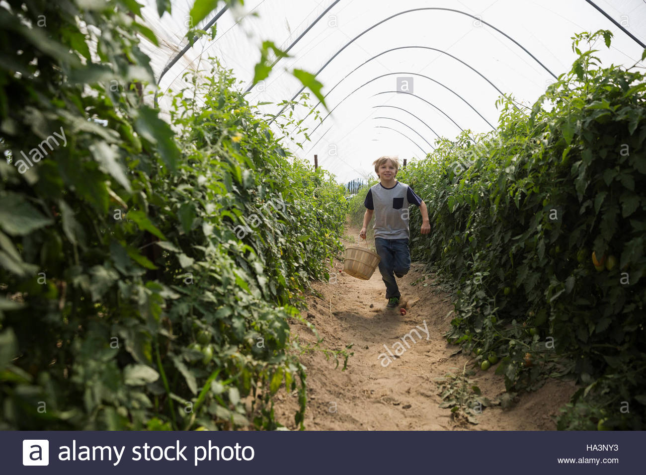 Boy with basket running along tomato plants in greenhouse Stock Photo ...