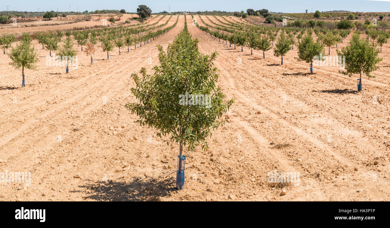 Fruit trees plantation hi-res stock photography and images - Alamy