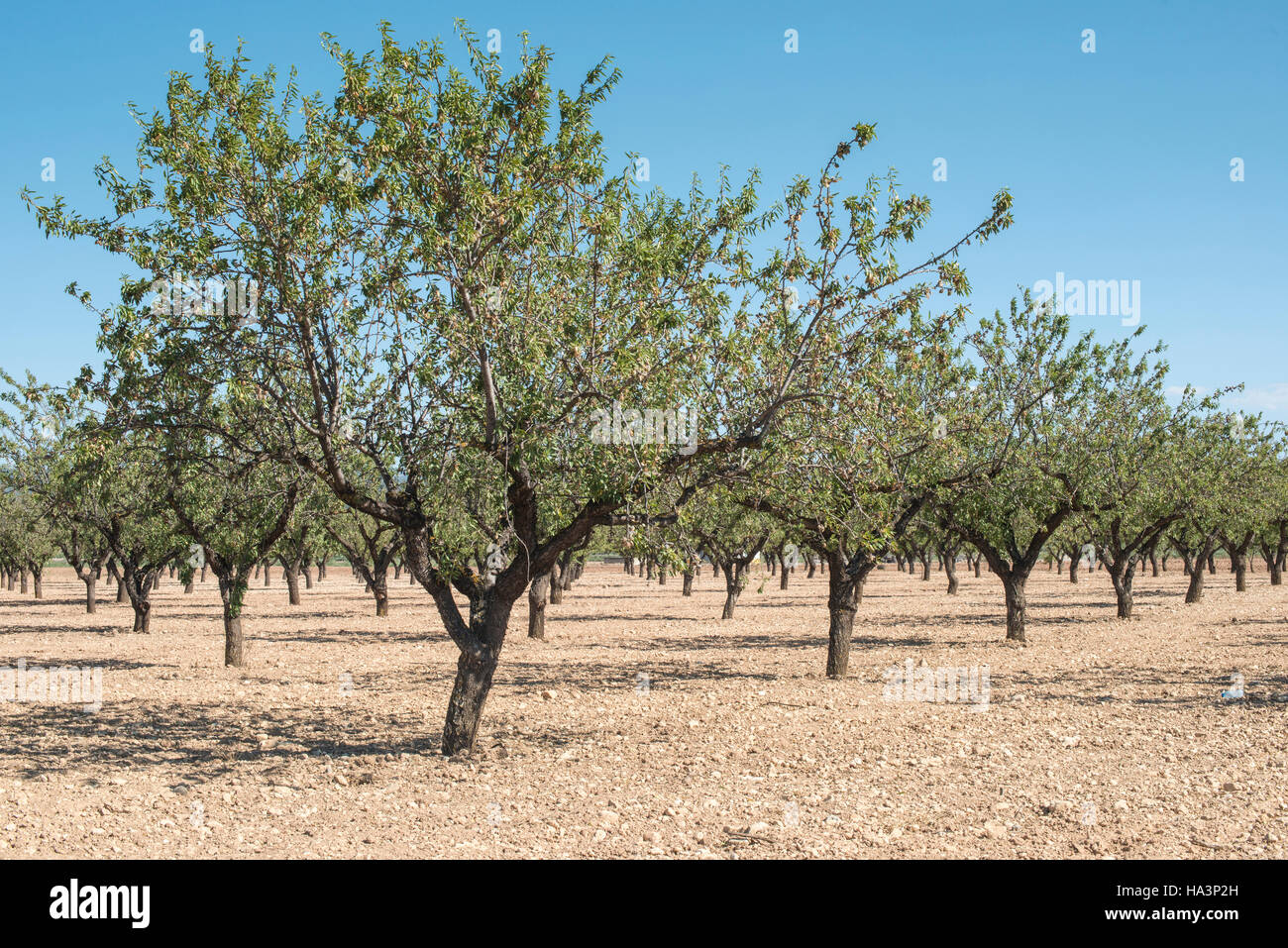 Walnut grove plantation hi-res stock photography and images - Alamy