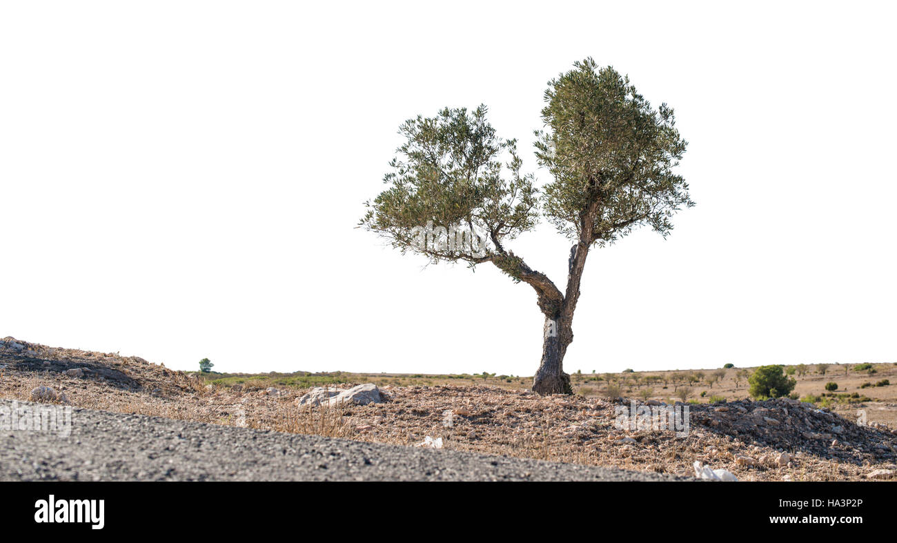 Isolated olive tree. Low poinf of view Stock Photo - Alamy