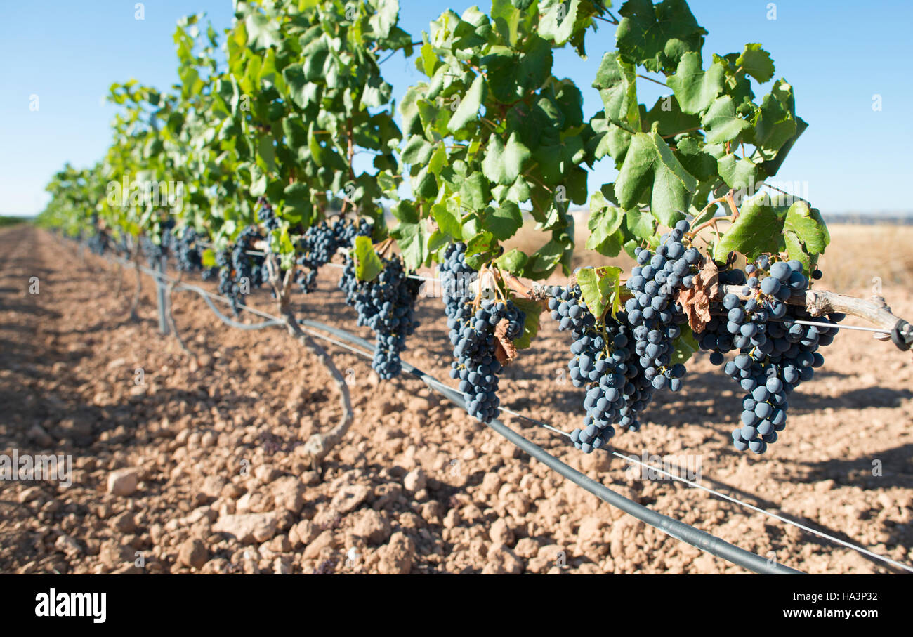 Red wine grapes. Vineyards Stock Photo - Alamy