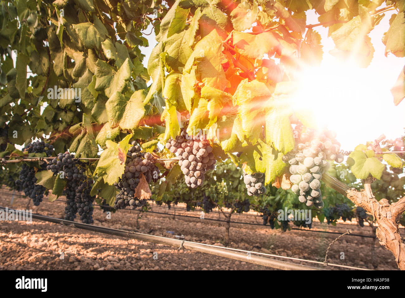 Grapes on sunset. Yellow red sun rays. Backlight sun Stock Photo - Alamy
