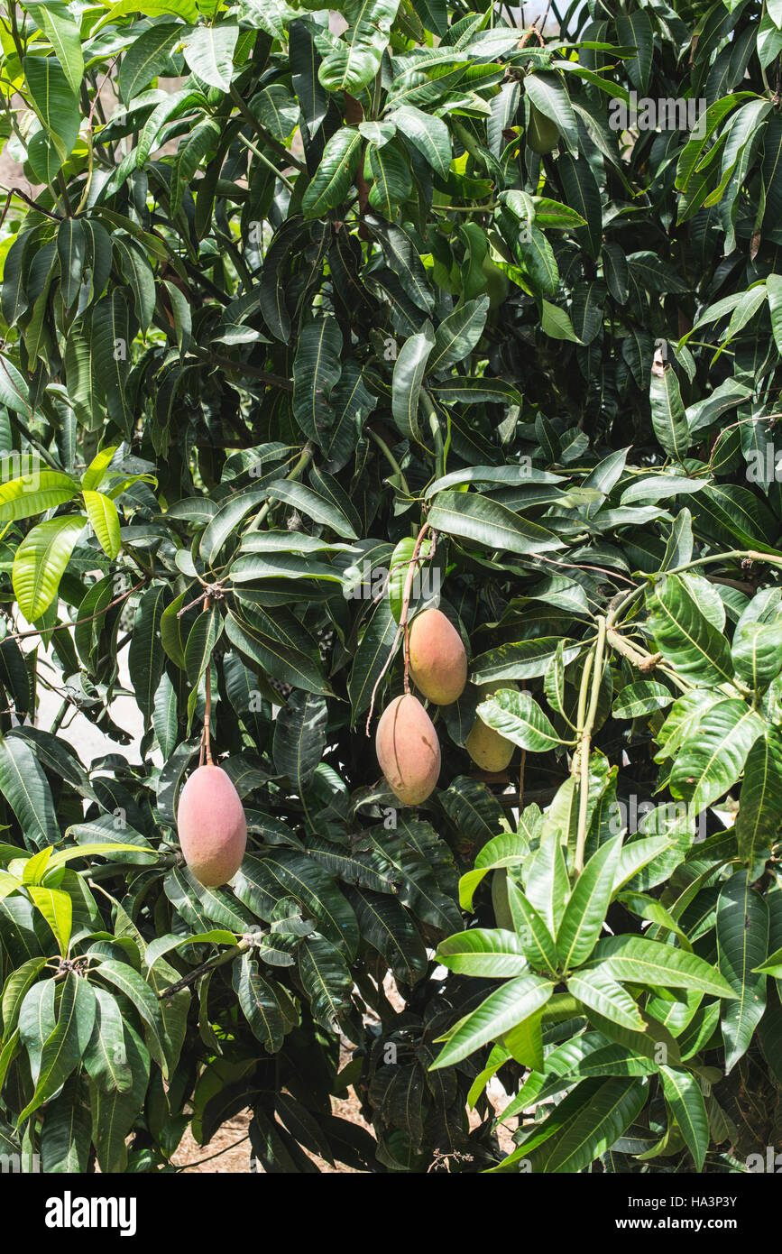 Mangoes on branch. Close up Stock Photo - Alamy