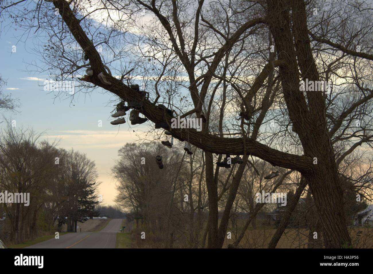 Shoes hanging in tree hi-res stock photography and images - Alamy