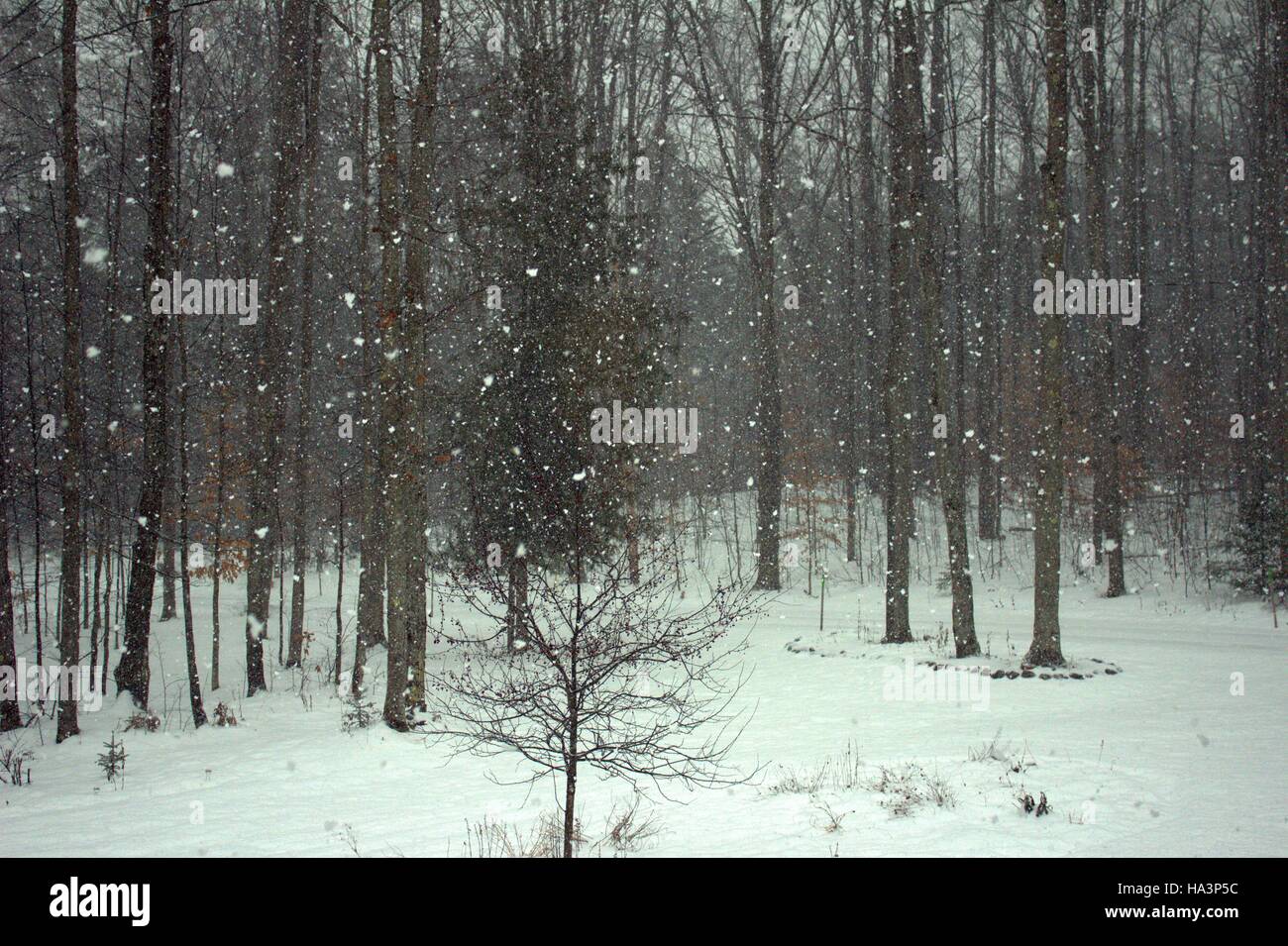 A Late November Snow Storm In The Woods Of Northern Michigan Stock ...
