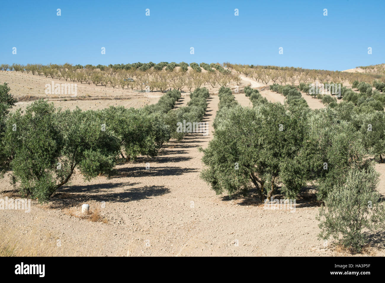 Olive trees in a row. Olive plantation Stock Photo - Alamy