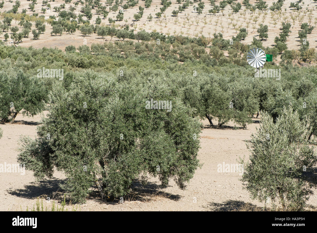 Olive trees in a row. Olive plantation Stock Photo - Alamy