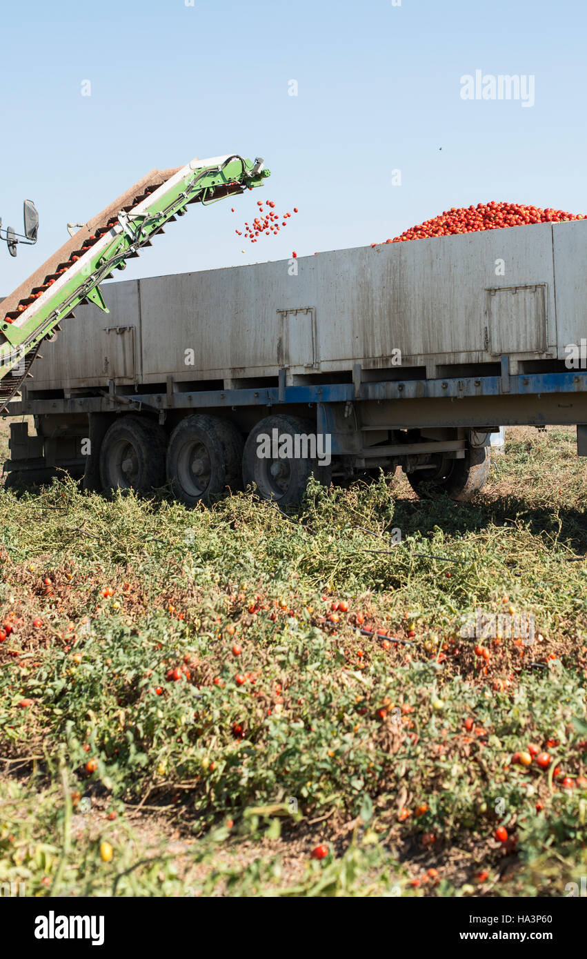 Harvester collects tomatoes in trailer Stock Photo - Alamy