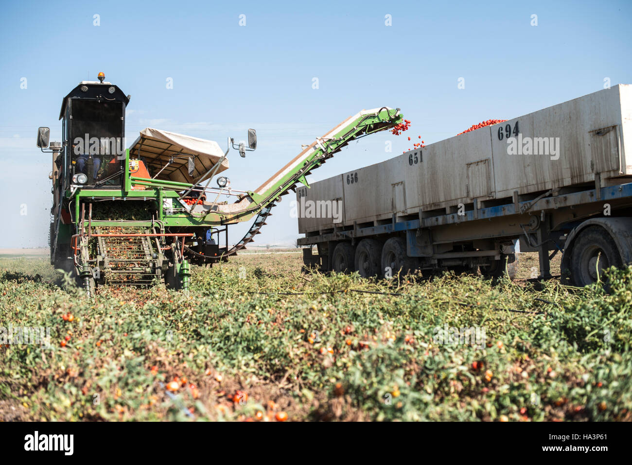 Harvester collects tomatoes in trailer Stock Photo - Alamy