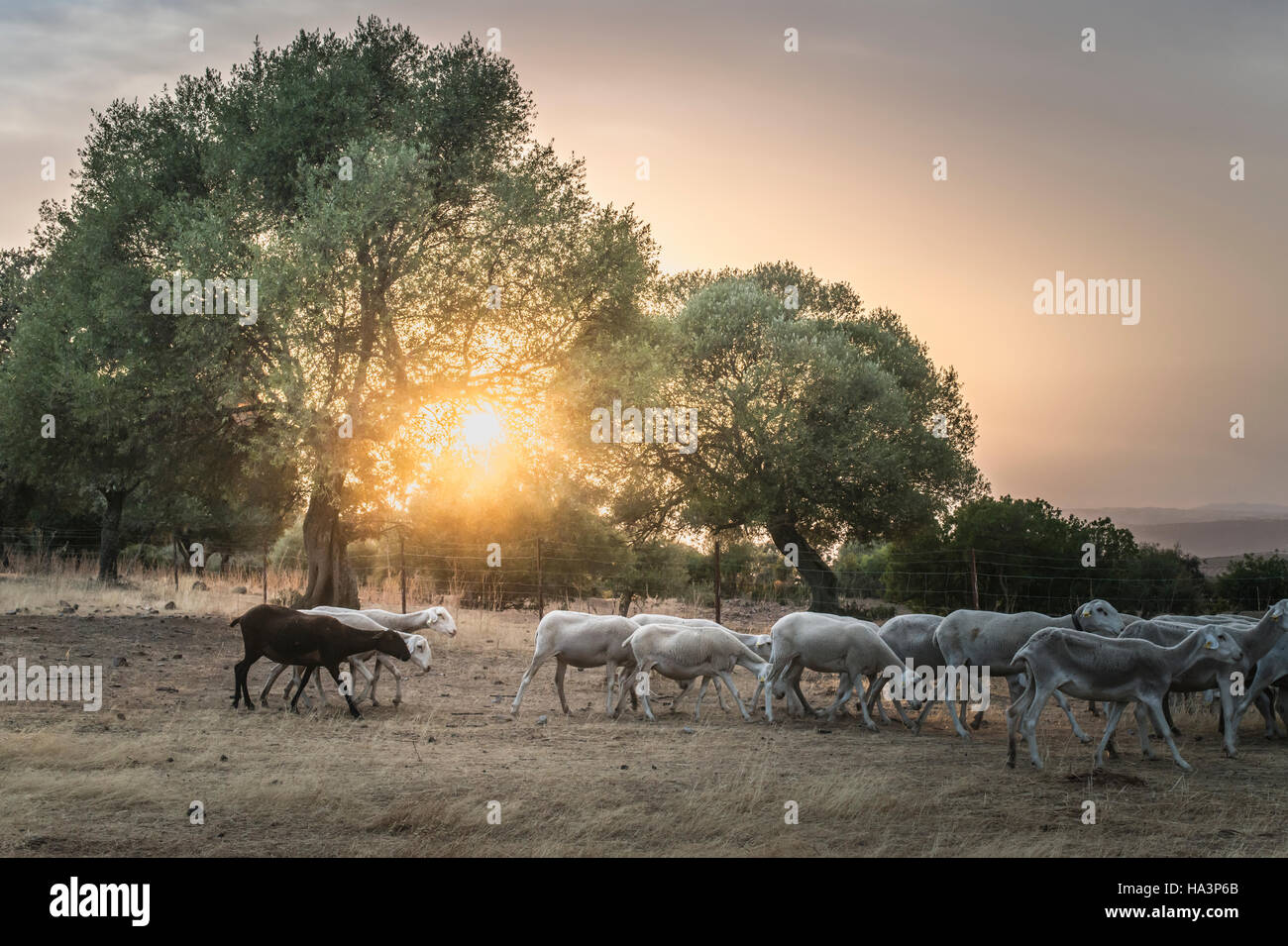Sheep at sunset hi-res stock photography and images - Alamy