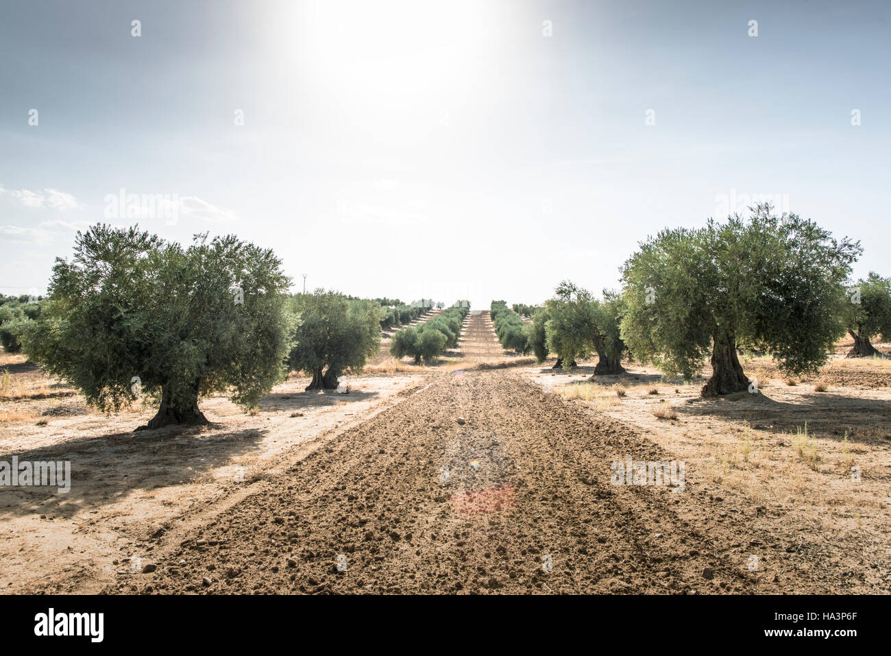 Olive farm. Olive trees in row and blue sky Stock Photo - Alamy