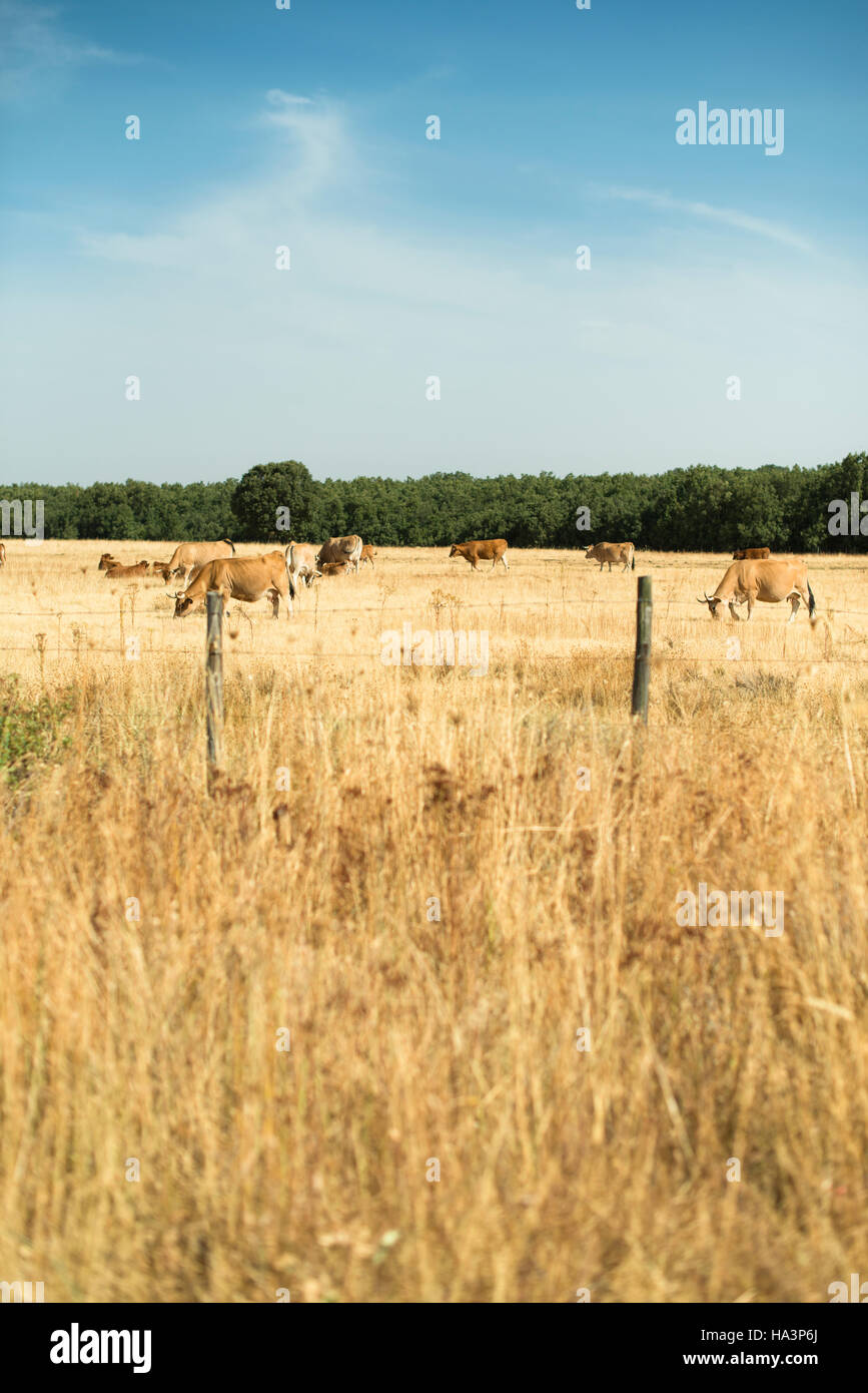 Cows graze yellowed grass in farm Stock Photo - Alamy