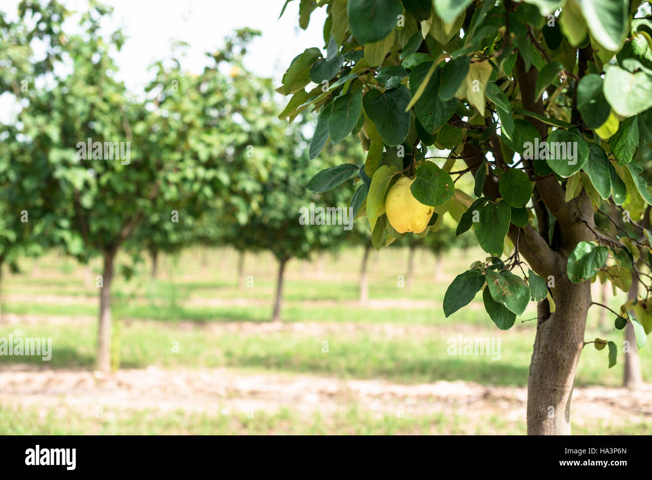 Quince orchard. Quince trees Stock Photo - Alamy