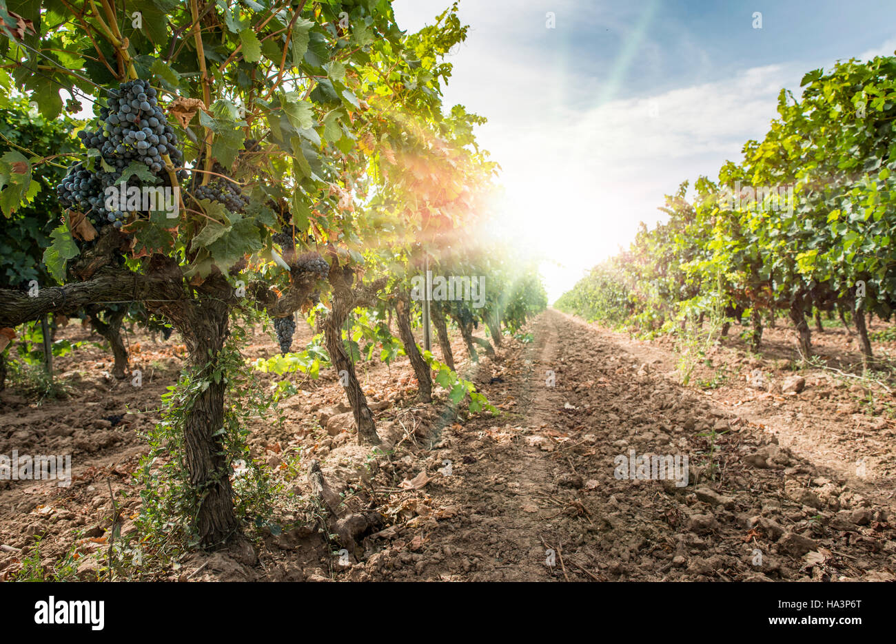 Grapes on sunset. Yellow red sun rays. Backlight sun Stock Photo - Alamy