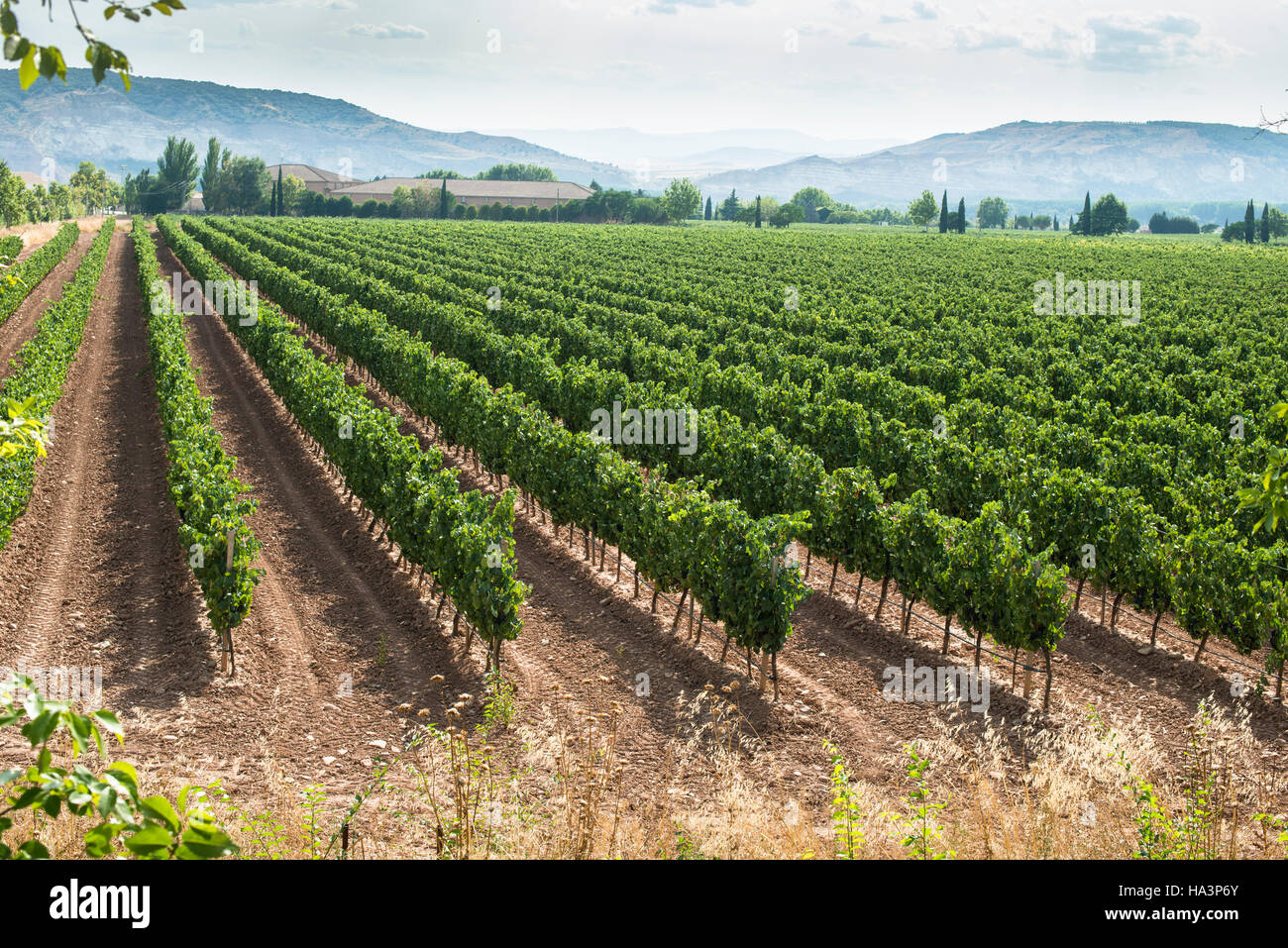 Vineyards in rows winery hi-res stock photography and images - Alamy