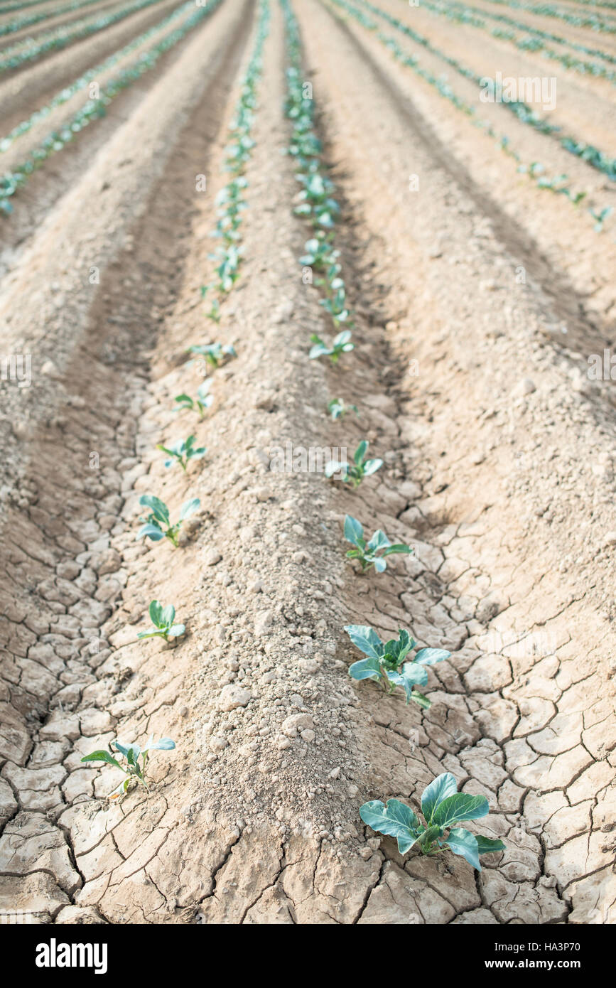 Small planted cabbage in row. Young plants Stock Photo - Alamy