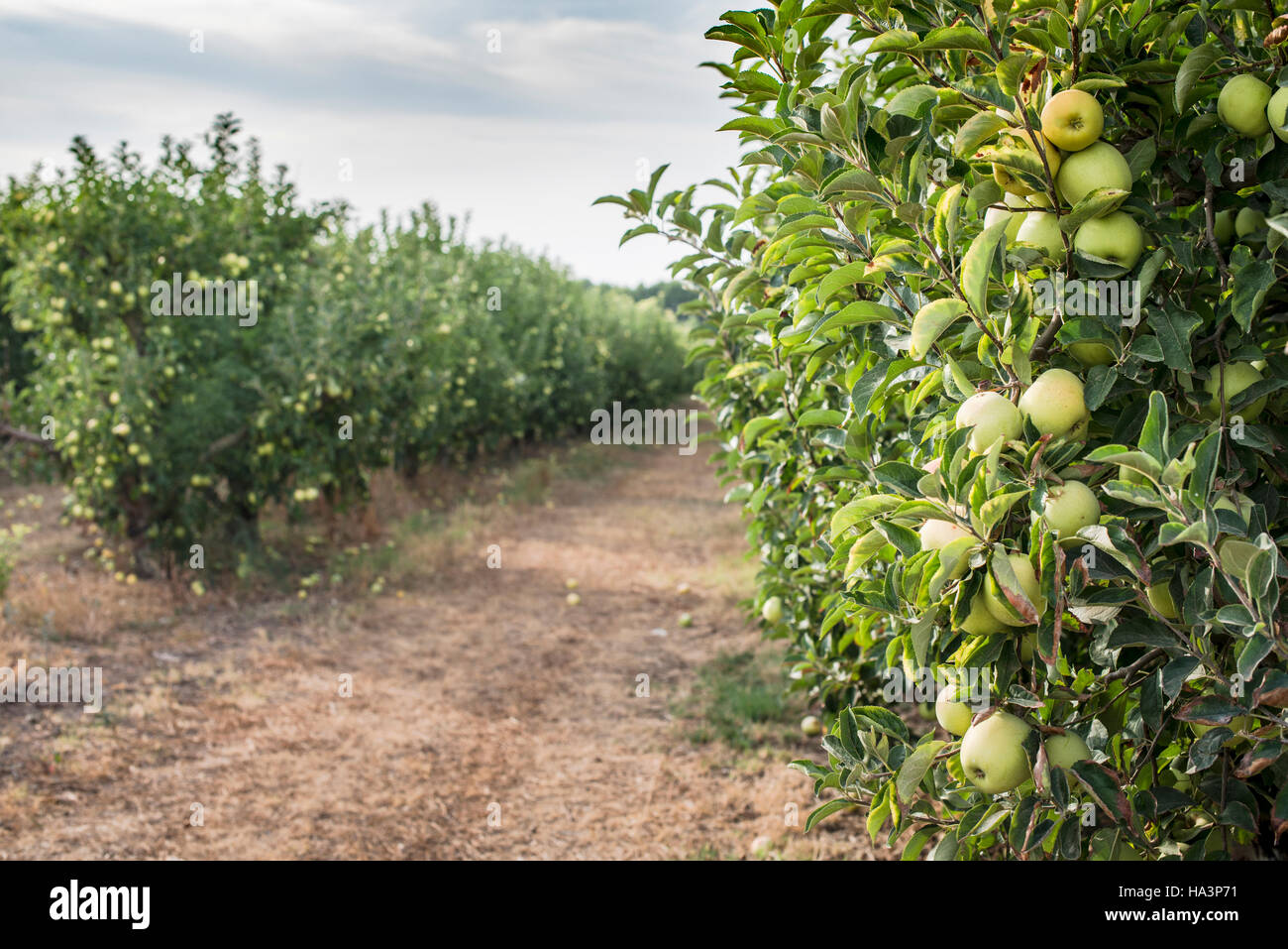 Green apples tree in the orchard Stock Photo - Alamy