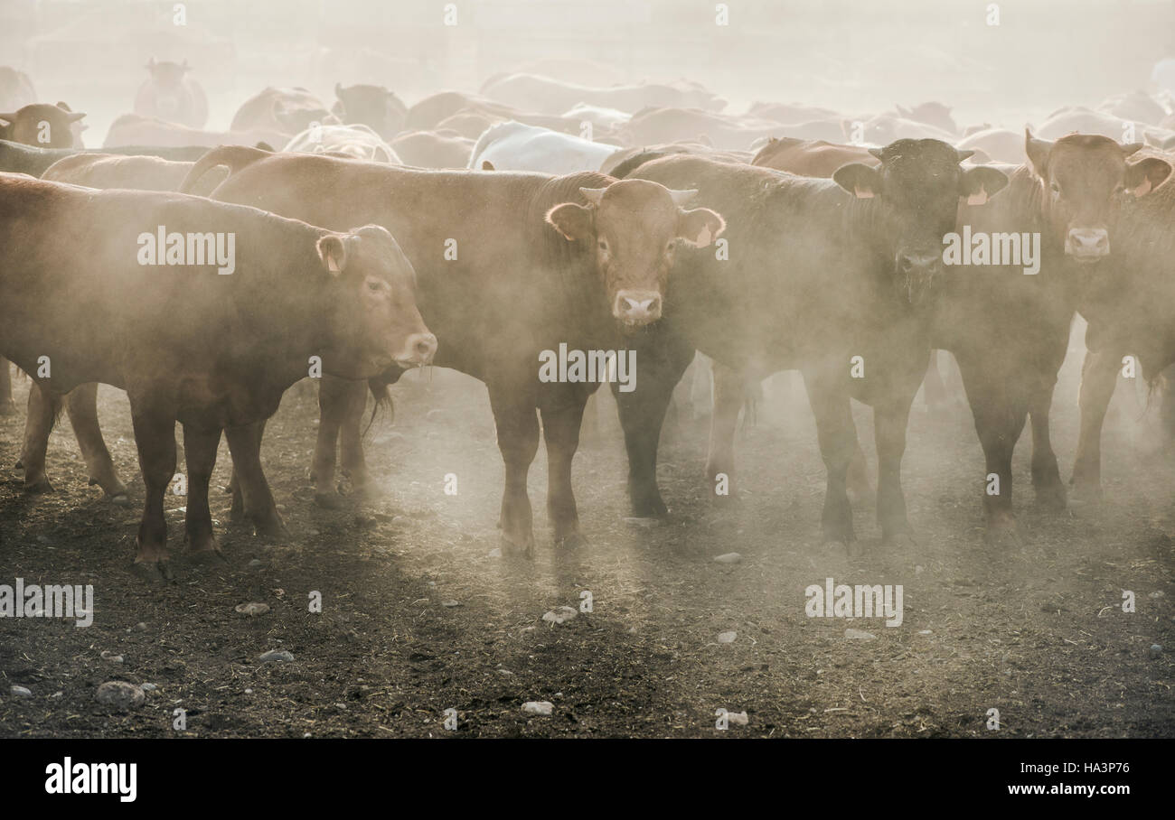 Calves in farm for veal Stock Photo - Alamy