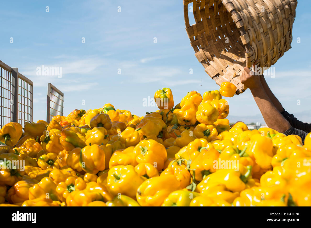 People picking peppers on agriculture field Stock Photo - Alamy