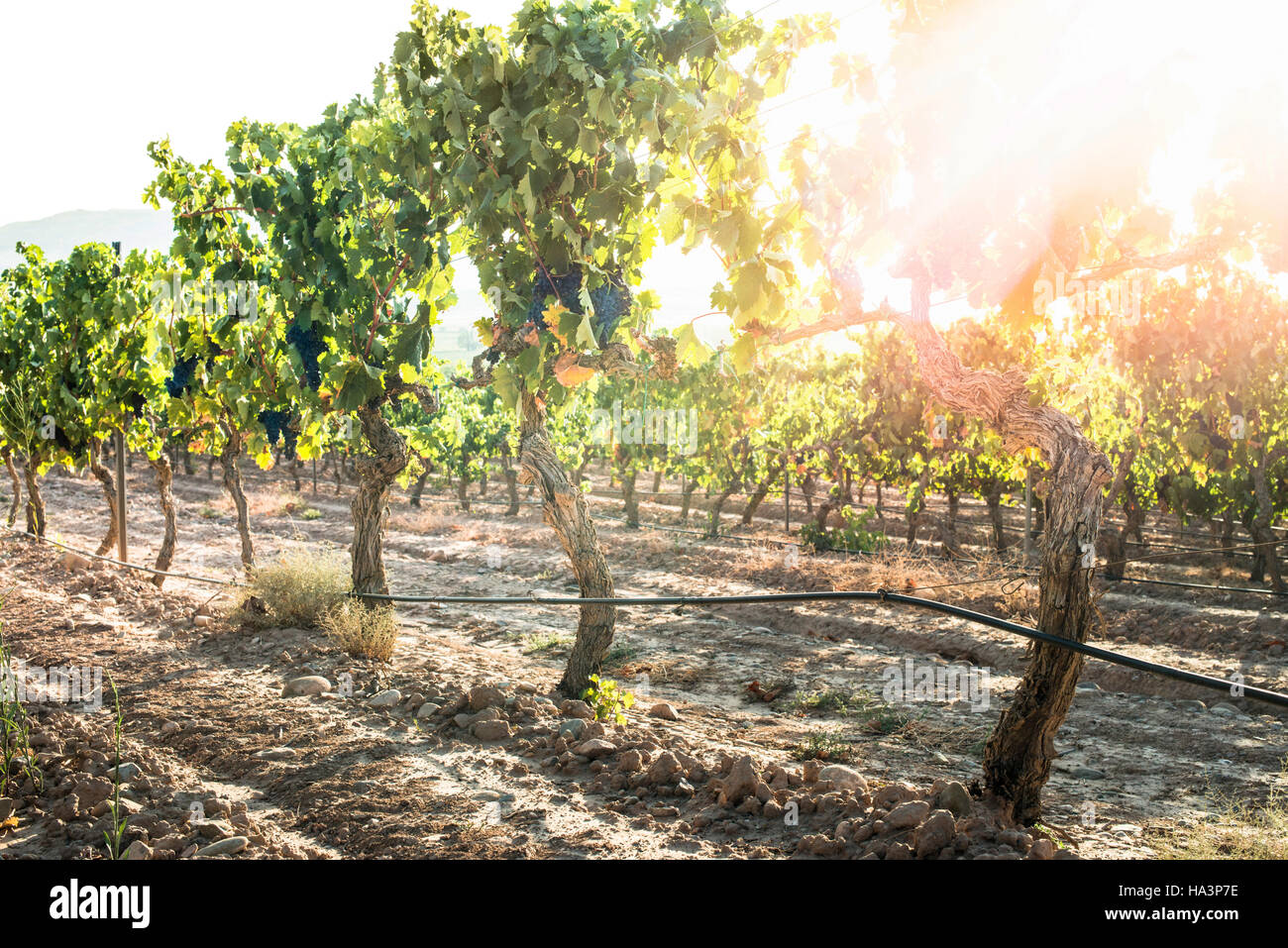 Grapes on sunset. Yellow red sun rays. Backlight sun Stock Photo - Alamy