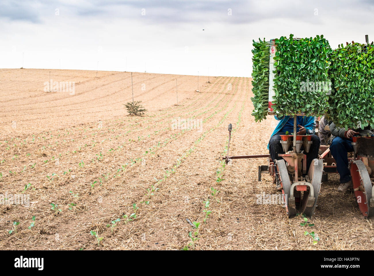 Planting seedlings machine on the field Stock Photo - Alamy