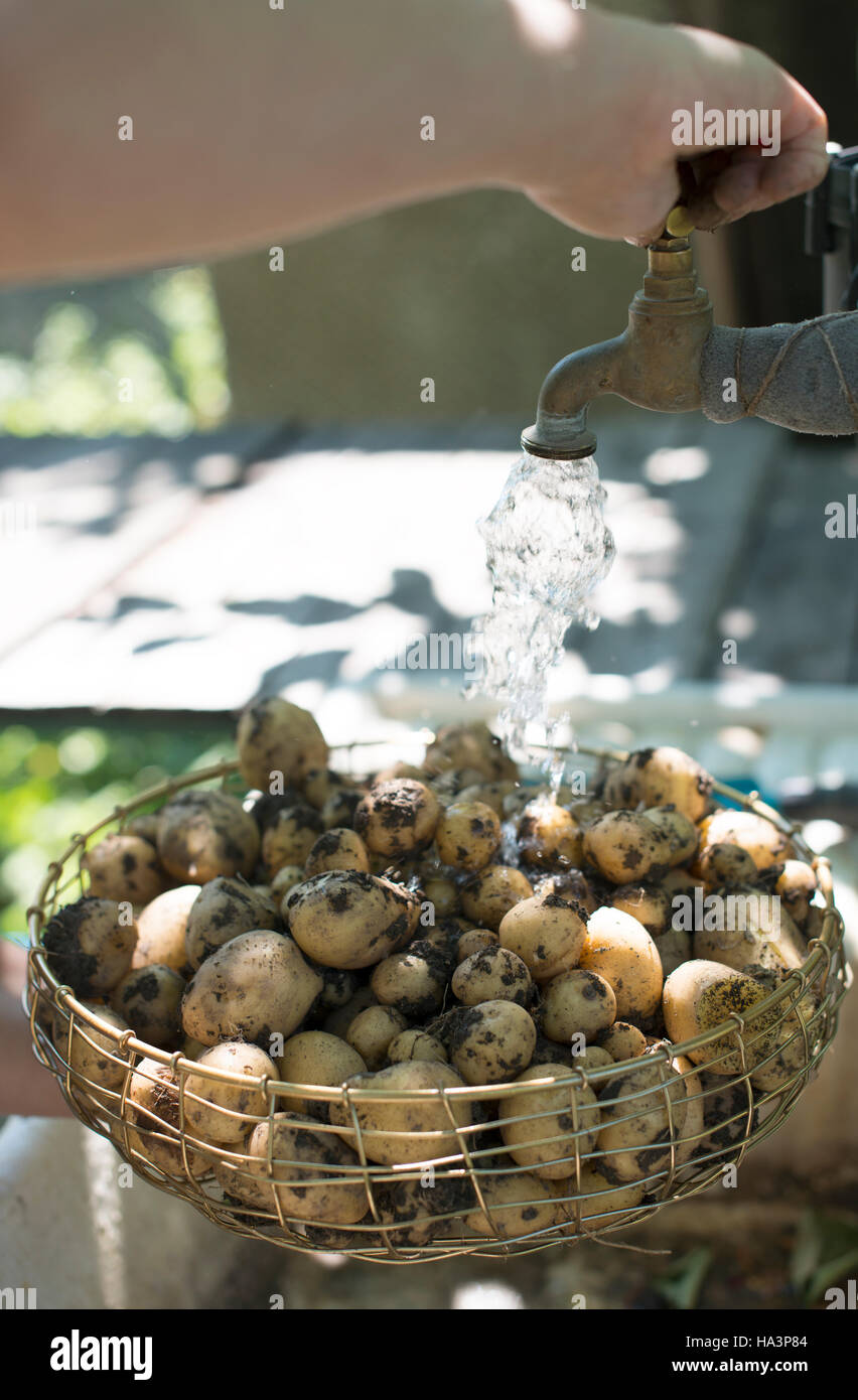 Washing freshly harvested potatoes. Autdoor sunlight Stock Photo - Alamy