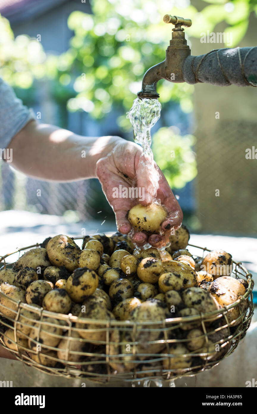 Washing freshly harvested potatoes. Autdoor sunlight Stock Photo - Alamy