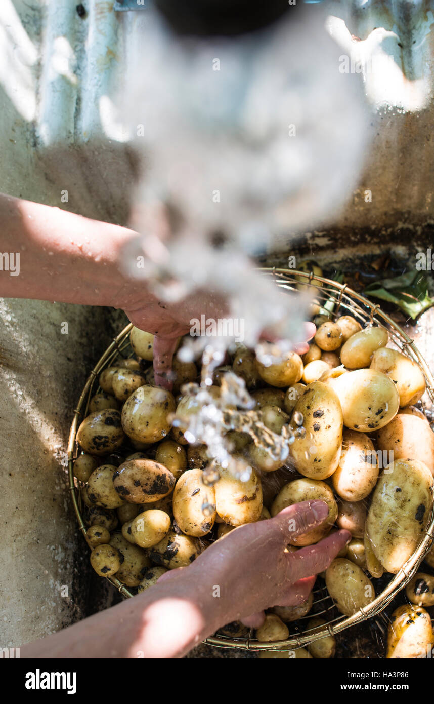 Washing freshly harvested potatoes. Autdoor sunlight Stock Photo - Alamy