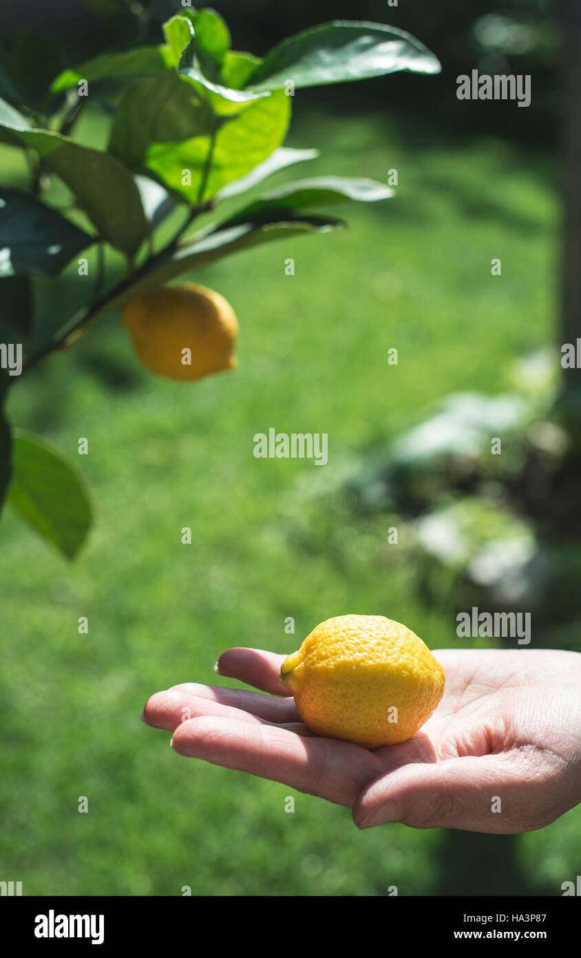 Young lemon tree and fruit. Hand hold freshl lemon Stock Photo - Alamy