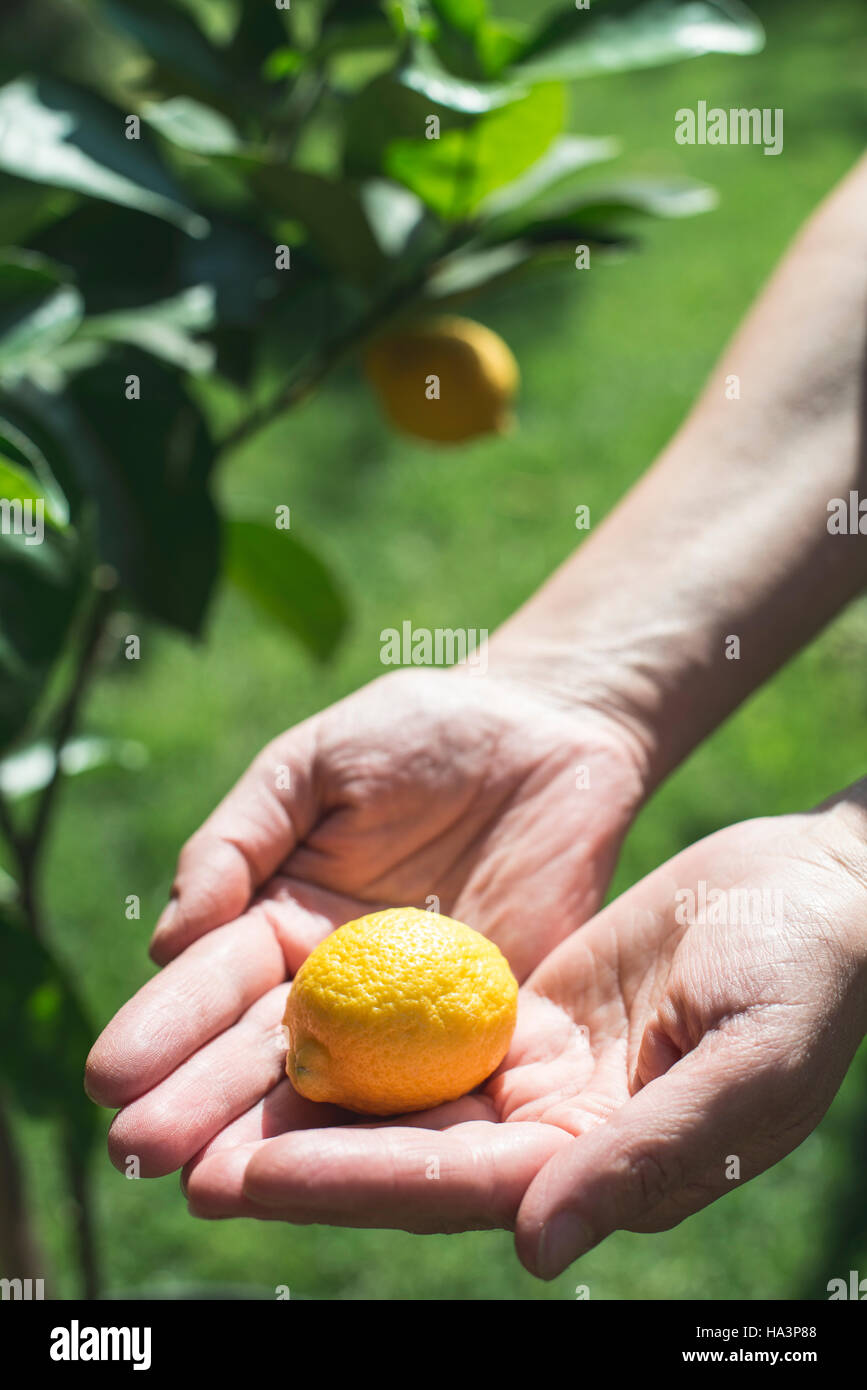 Woman young picking fruit hi-res stock photography and images - Alamy