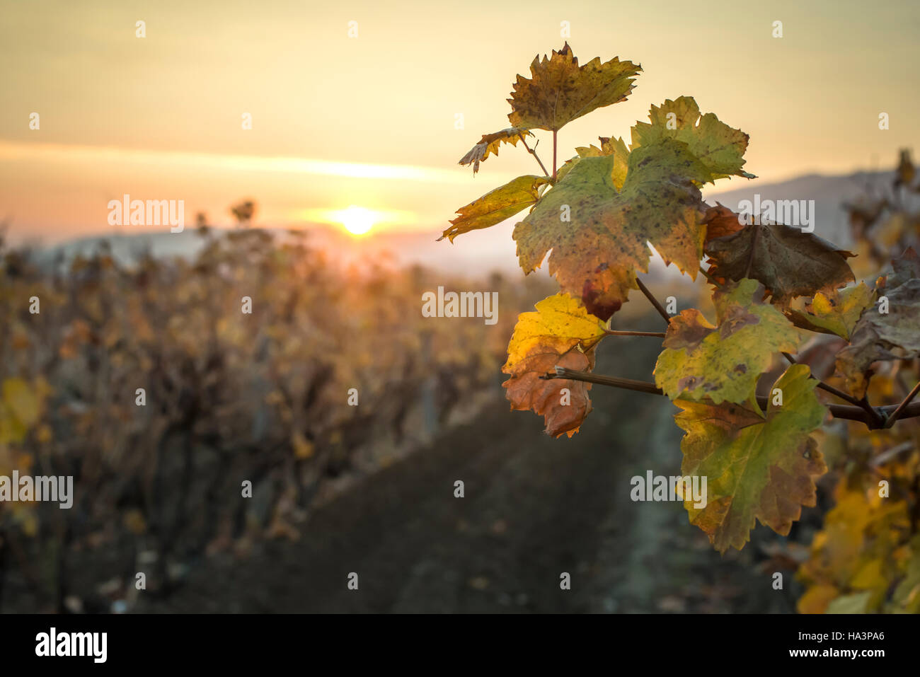 Vineyards at sunrise hi-res stock photography and images - Alamy