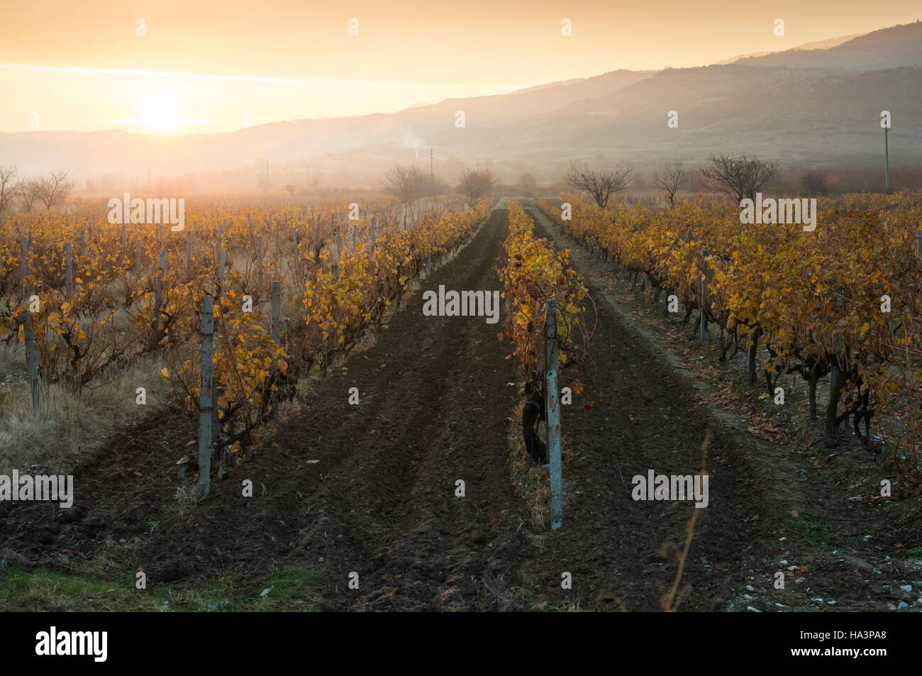 Morning on wine farm hi-res stock photography and images - Alamy
