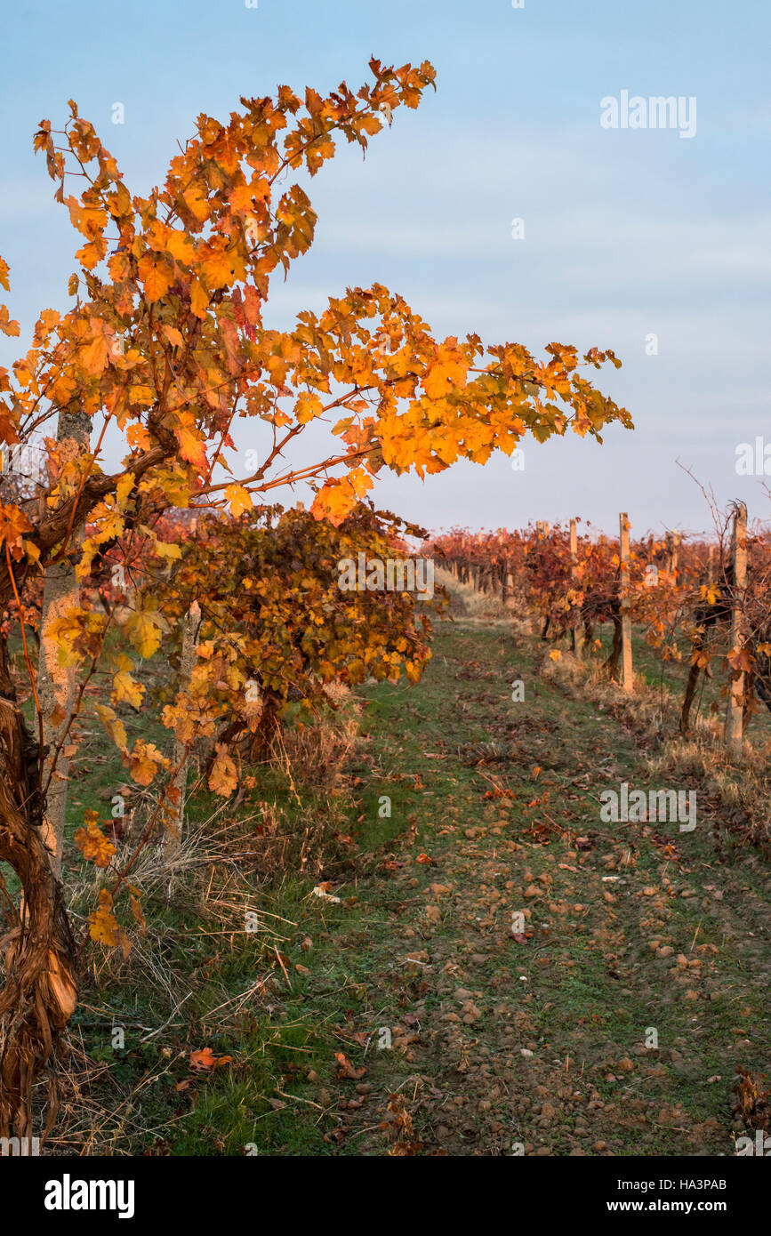 Autumn vine leaves. Sunrise and yellow vine leaves. Sunbeams Stock ...